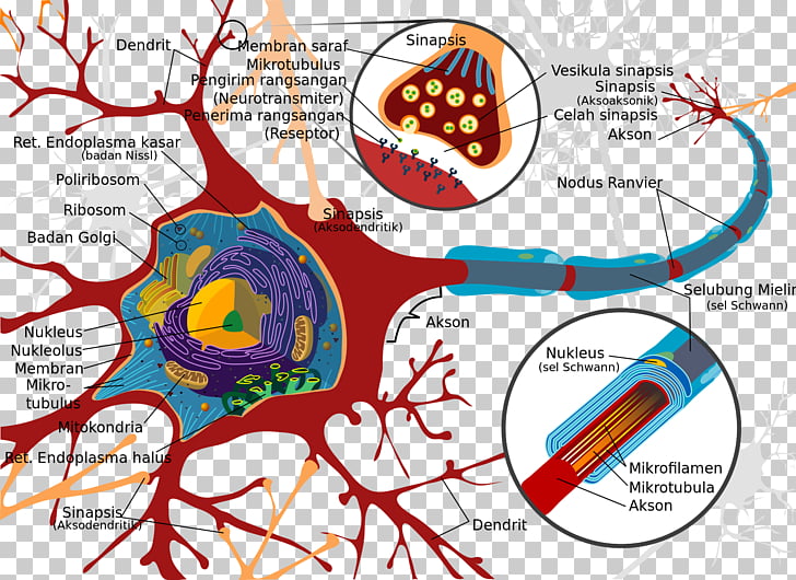 Muscel Cell Labeled Motor Neuron