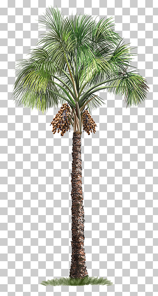 Trachycarpus fortunei Building Arecaceae Euclidean , hand-painted palm ... Trachycarpus fortunei Building Arecaceae Euclidean , hand-painted palm ...