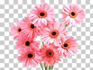 Daisy Flowers Emoji Copy And Paste | Best Flower Site