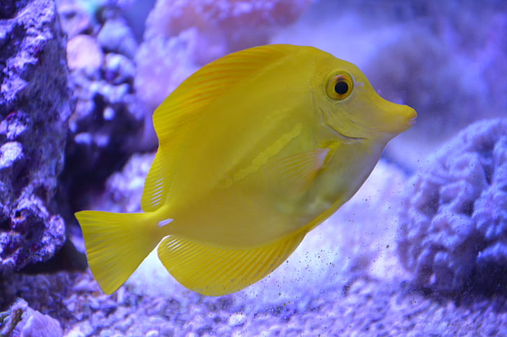 Yellow discus fish | free photos | UIHere